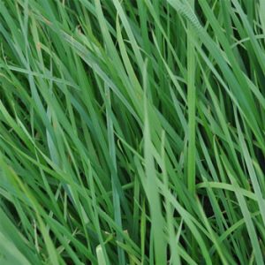 Pasto Azul Oregón 50L – Ganagro